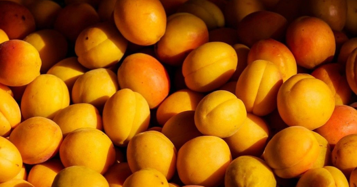 How many apricots have been exported from Armenia this year and which ...