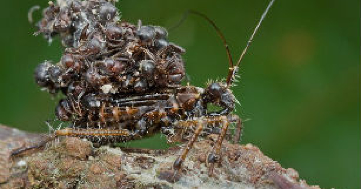 How assassin bug protects itself from predators in cloaks made from ...