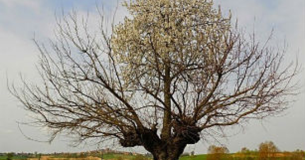 Double tree of Casorzo – tree growing on top of another tree