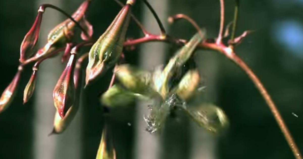 Exploding plants blowing up the Internet thanks to Smithsonian video