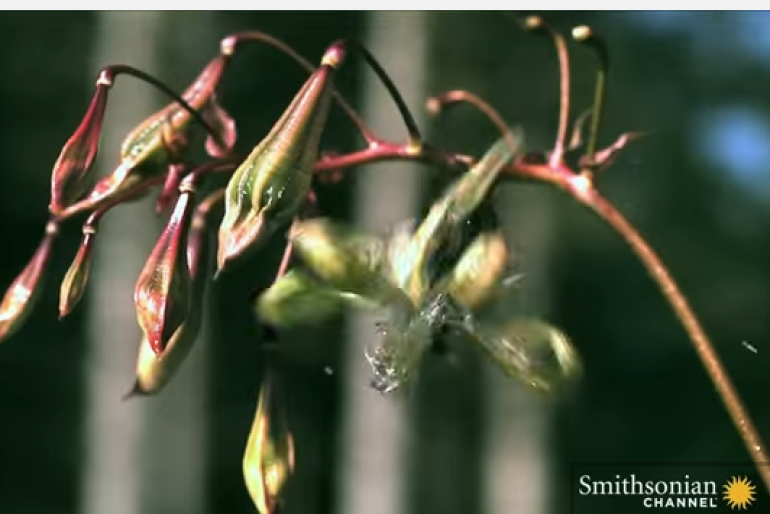 Exploding plants blowing up the Internet thanks to Smithsonian video