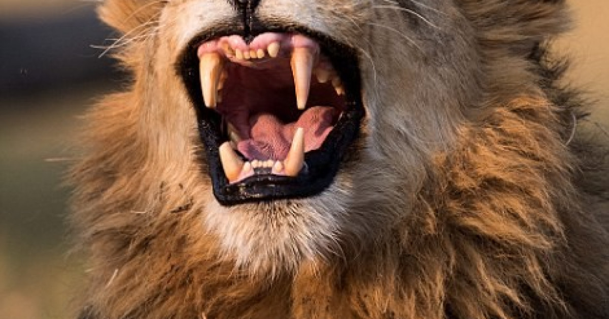 Another tough day on the game reserve! Brilliant pictures capture the ...