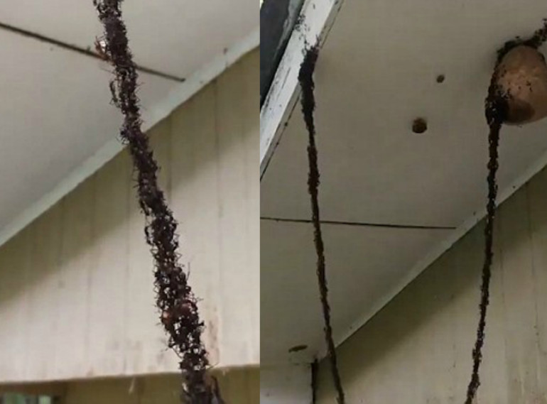 Incredible 'living bridge' built by a million ants clinging to each ...