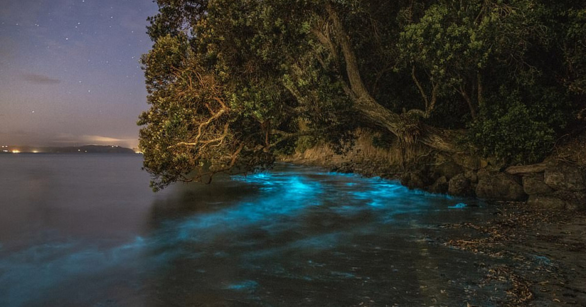 Blue lagoon: Beach is lit up with a spectacular fluorescent glow given ...